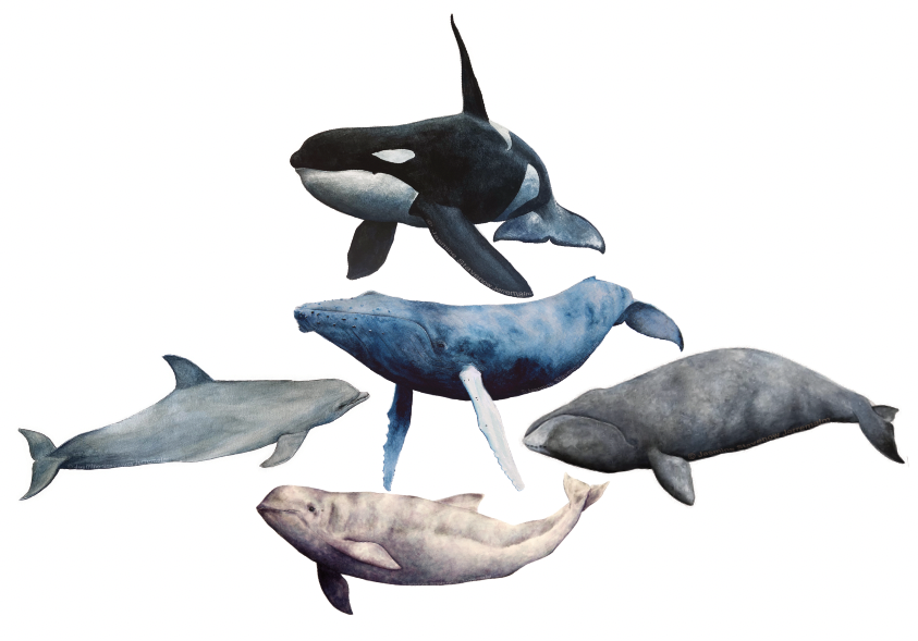 Mixed species sticker pack – Whales et al. ART